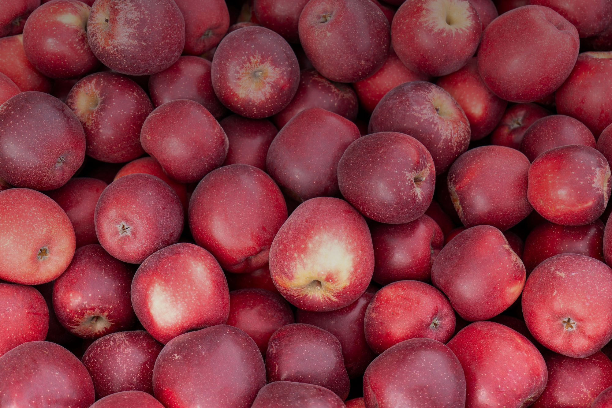 Fern Ridge Fresh | Pick New Zealand's Best